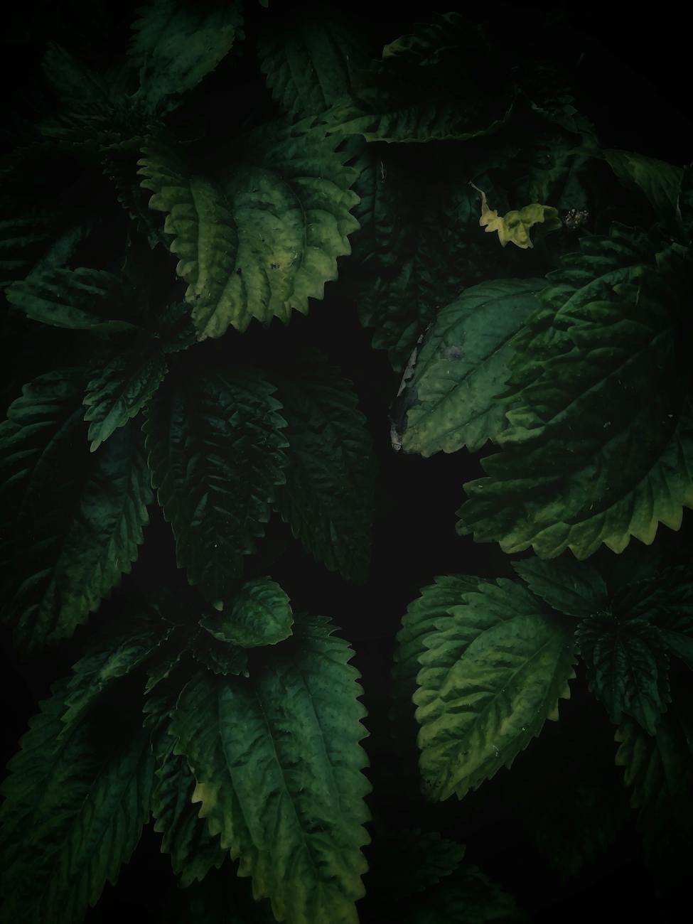 Navigating the Depths: Healing Trauma Wounds and Embracing Shadow Work ...